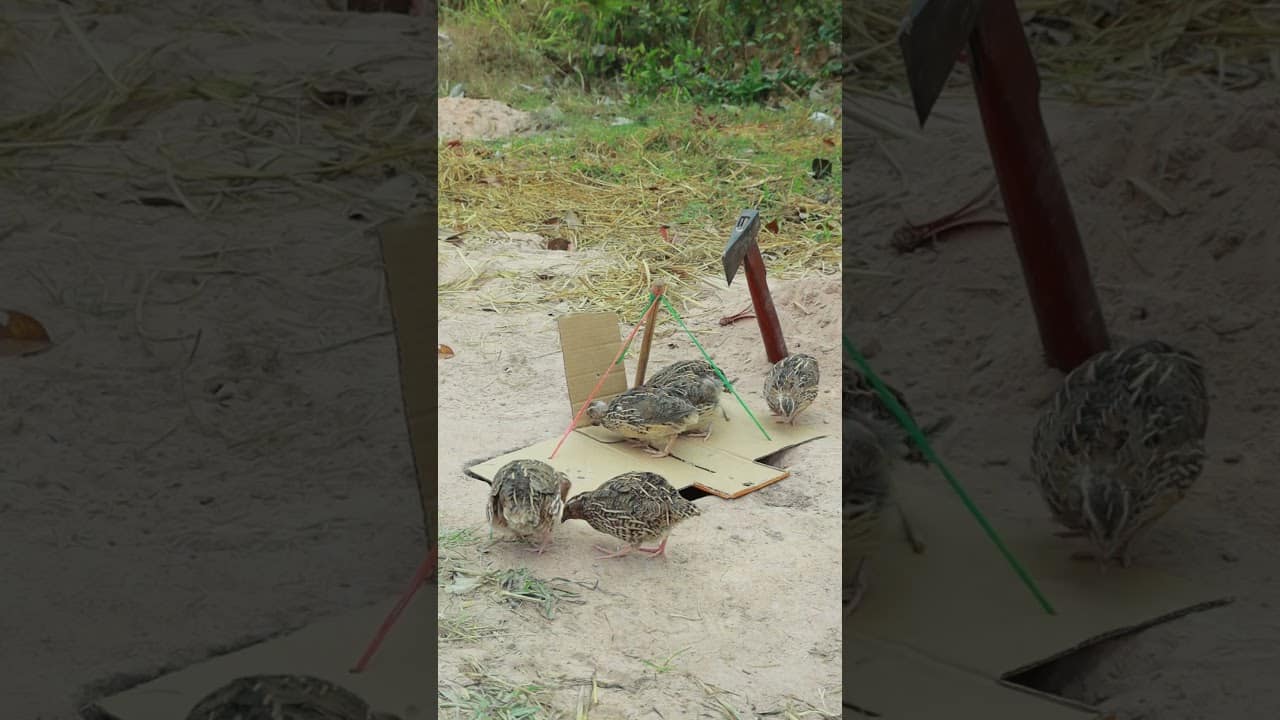 Simply Amazing Creative Most Effective Bird Trap - Quail Trap #ytshorts ...